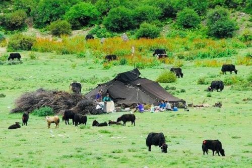 China - Responsible Yak Tanning with Zeology in the Tibet Autonomous ...